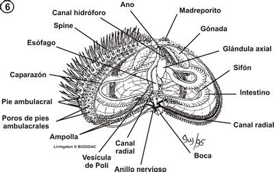 Biodiversidad Costa Granadina Y Fauna Erizo De Mar Comúm