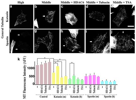 Effects Of Manipulations Of Microtubule Acetylation On Download