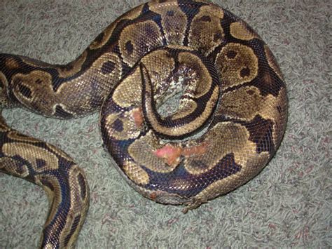 Ball Python Burn From Heating Pad At Crystal Molden Blog