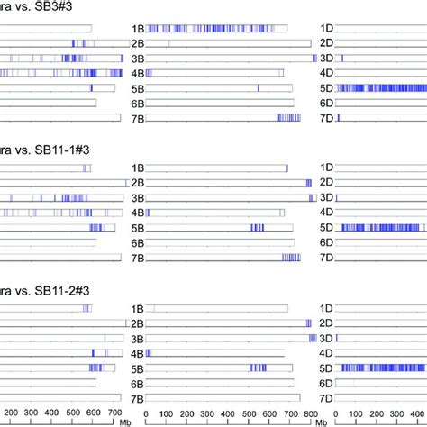 Genome Wide Graphical Genotypes Of The Three Selected Early Heading