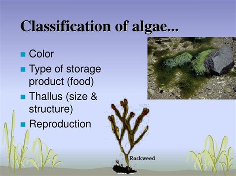 Ppt Kingdom Plantae A Look At The Algae Powerpoint Presentation