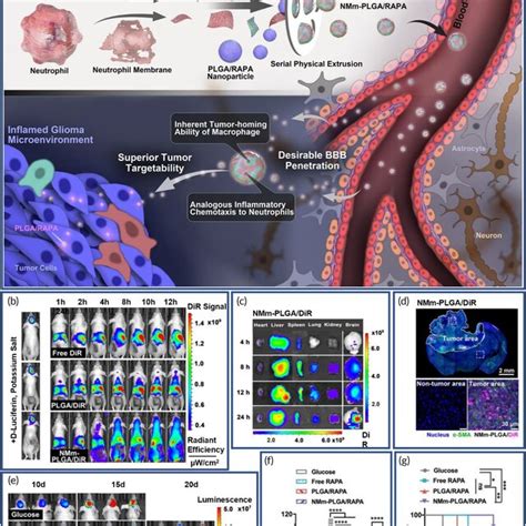 Macrophage Membrane‐coated Nanoparticles For The Treatment Of Acute Download Scientific Diagram