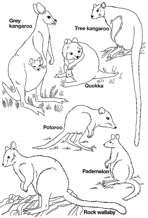 Tree Kangaroo Drawing At GetDrawings Free Download