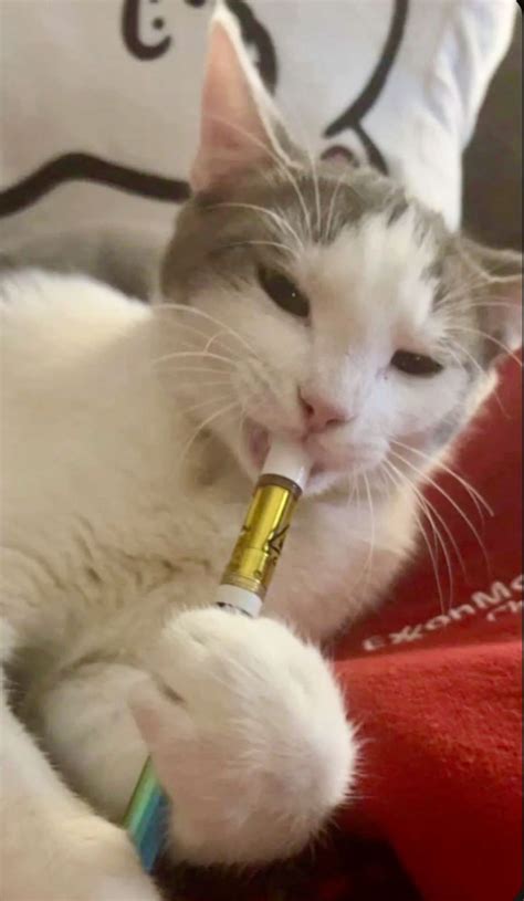 Pin By Lizzy Gray On Funny In 2025 Silly Cats Silly Cats Pictures Pretty Cats