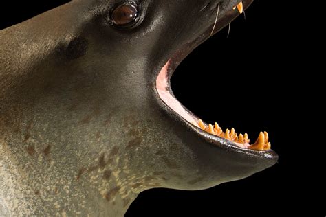 Leopard Seal Mouth