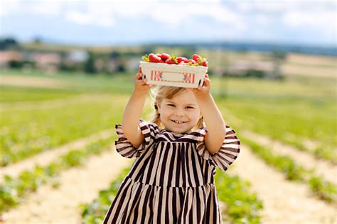 화창한 날 여름에 유기농 베리 농장에서 건강한 딸기를 따기와 먹는 행복한 어린 유아 소녀의 초상화 웃는 아이 딸기 농장 필드에 아이 잘 익은 붉은 열매 건강한 생활방식에