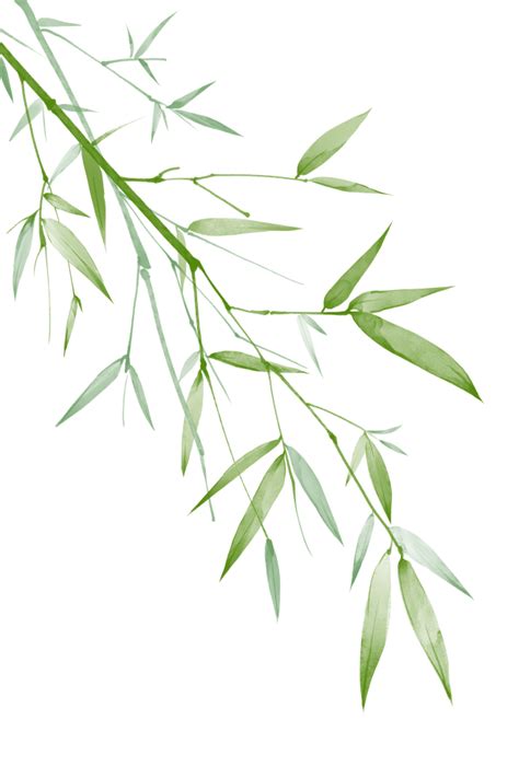 水墨竹子 花瓣网