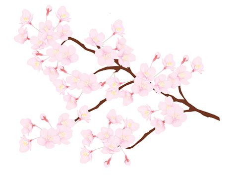 春分とはどういう意味？春分の日の決め方は？お彼岸との関係は？ 生活いろいろどっとこむ