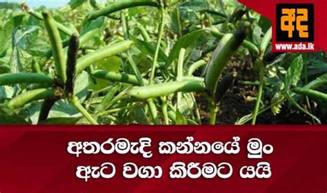 අතරමැදි කන්නයේ මුං ඇට වගා කිරීමට යයි Ada Online