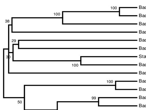 Phylogenetic Tree Showing Evolutionary Distance Among Selected Isolates