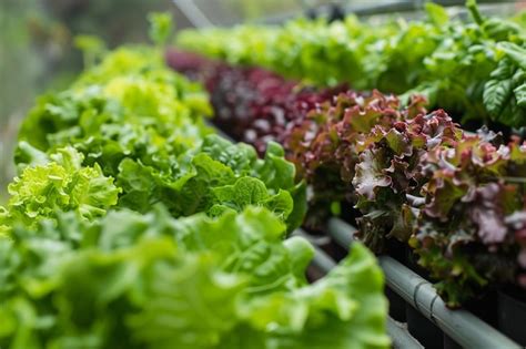 Developing Aidriven Urban Farming Initiatives That Generative Ai Premium Ai Generated Image