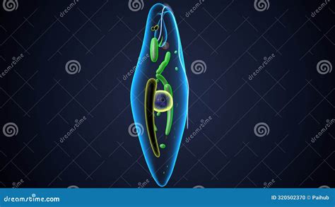 Euglena Reproduction Anatomy 3d Render Stock Illustration