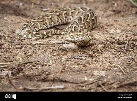 Puff Adder Fangs