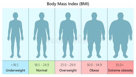 Body Mass Index Bmi Chart Diagram Medical Science Stock Illustration Illustration Of