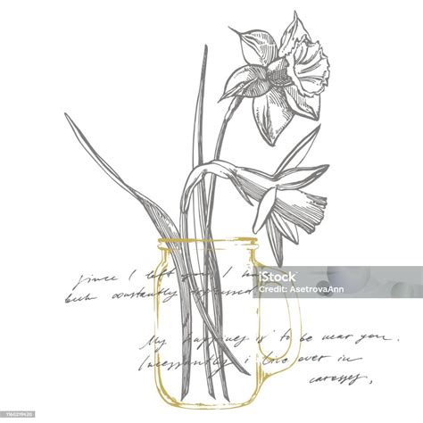 수선화 또는 수선화 꽃 그림 손으로 그린 흑백 수선화의 컬렉션입니다 손으로 그린 식물 그림 손으로 쓴 추상 텍스트입니다 꽃 나무에 대한 스톡 벡터 아트 및 기타 이미지