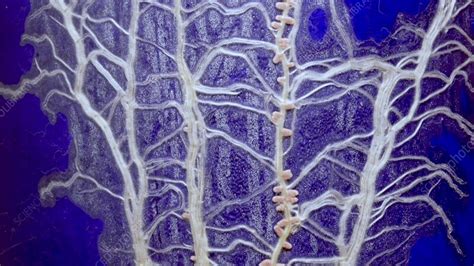 Plant Root Nodules Stock Video Clip K012 3832 Science Photo Library