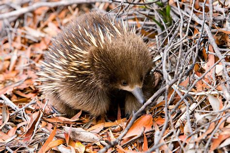 Echidna Facts Animal Facts Encyclopedia