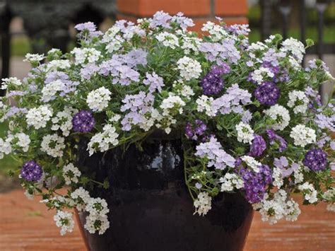Verbena Trailing Robs Nursery