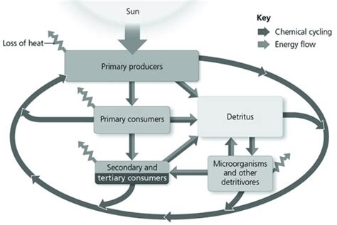 Energy Flow And Chemical Cycling In Ecosystems Campbell Biology Biology