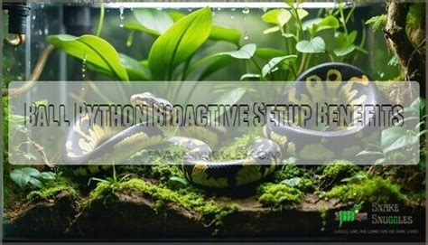 ball python morphs jaw dropping genetics revealed