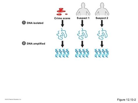 Dna Profiling Diagram