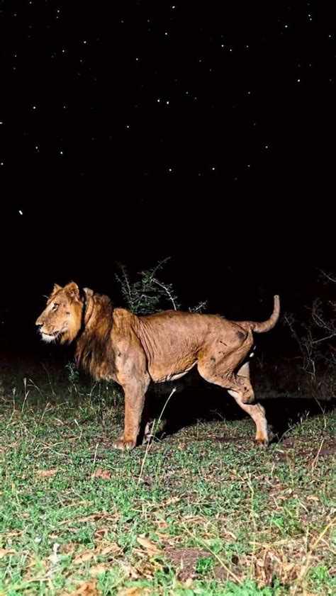 Suche Nach Sex Brachte Dreibeinigen Löwen Zum Langstrecken Schwimmrekord Natur Derstandard