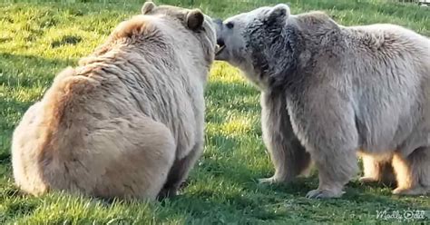 orphaned bears love starting the day with a wrestling match madly odd