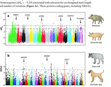 Whole Genome Scans For Positive Selection A A Selective Sweep Download Scientific Diagram