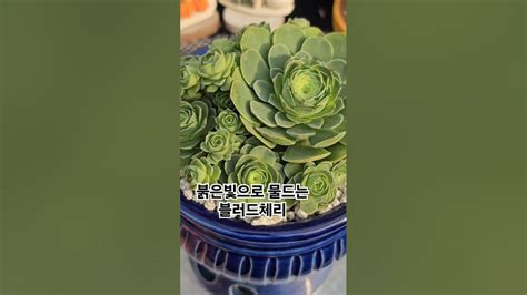 물든 모습이 궁금해~~🤣🤣🤣🤣🤣 유나초롱 초롱맘 블러드체리유나 포항다육 다육집사 Youtube