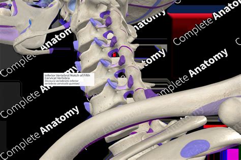 Inferior Vertebral Notch Of Fifth Cervical Vertebra Right Complete Anatomy