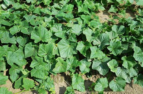 Купить Огурец осьминог - рассада, рассада: отзывы, фото и ...