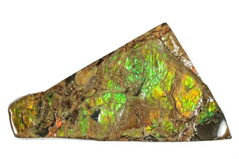 18 Iridescent Ammolite Fossil Ammonite Shell Alberta 274996