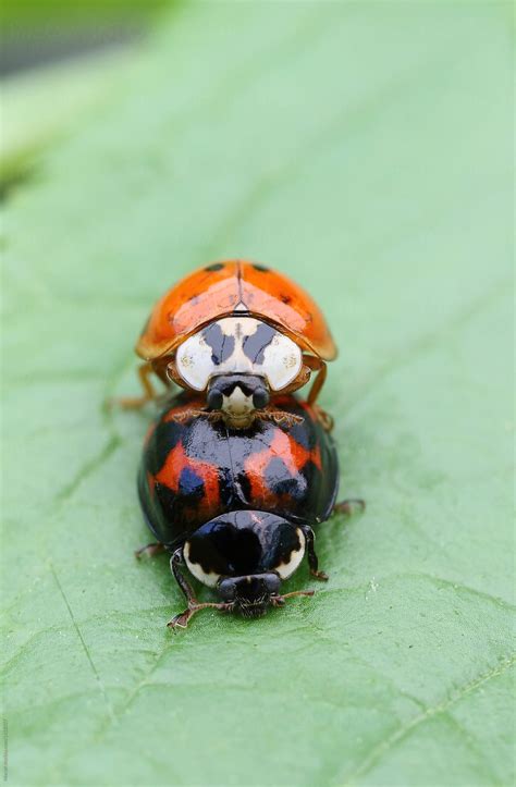 Bug Porn By Stocksy Contributor Marcel Stocksy