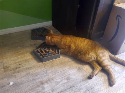 The One Brain Cell Is A Lazy Brain Cell R OneOrangeBraincell
