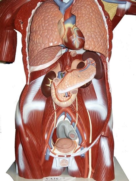 Figure Diagram Quizlet