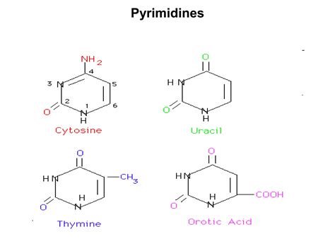 Nucleotides1pptx Presentation On Nucleotides Structure Pptx