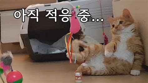 새끼 길고양이 꼬미 집적응 2일차 아직은 멀었구나 Youtube