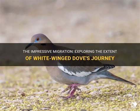 The Impressive Migration Exploring The Extent Of White Winged Doves