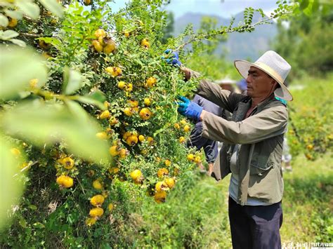 贵州六盘水：刺梨变身“绿色提款机” 国际在线