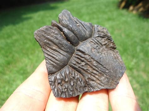 Choice Turtle Nuchal Scute Recently Sold Fossils Prehistoric Florida