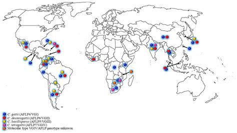 Ecoepidemiology Of Cryptococcus Gattii In Developing Countries