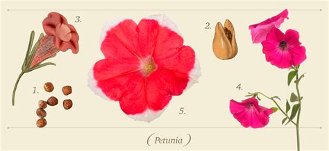 Пионы сорта и виды как выращивать ухаживать и как бороться с заболеваниями пионов