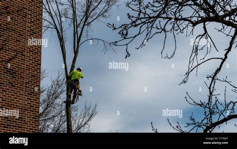 Man In Tree With Chainsaw Cutting Down Tree With Tool Belt And Tools Hanging Down Stock Photo