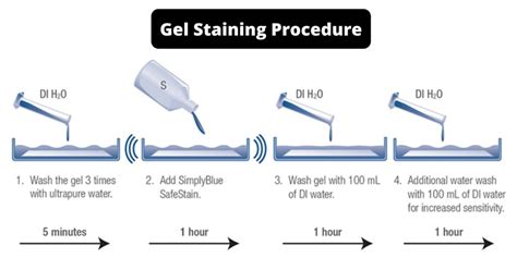 Gel Staining Procedure For Page Biology Notes Online