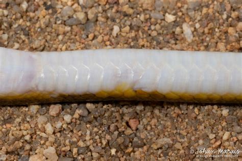 Determining The Sex And Age Of Snakes African Snakebite Institute