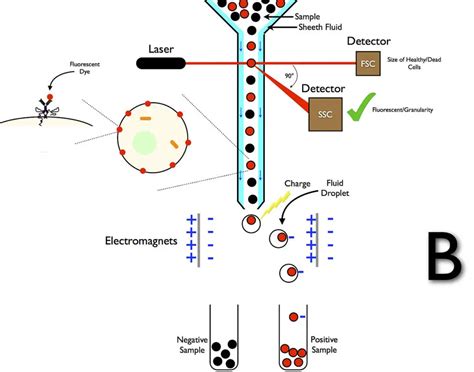 Flow Cytometry Types Purpose Reagents Examples Application Biology Notes Online