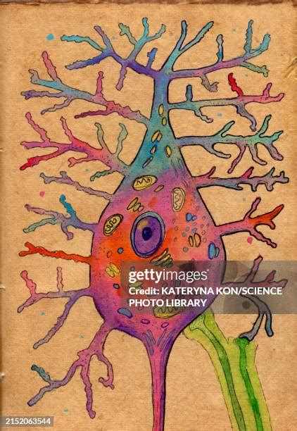 Motor Neuron Structure Illustration High Res Vector Graphic Getty Images