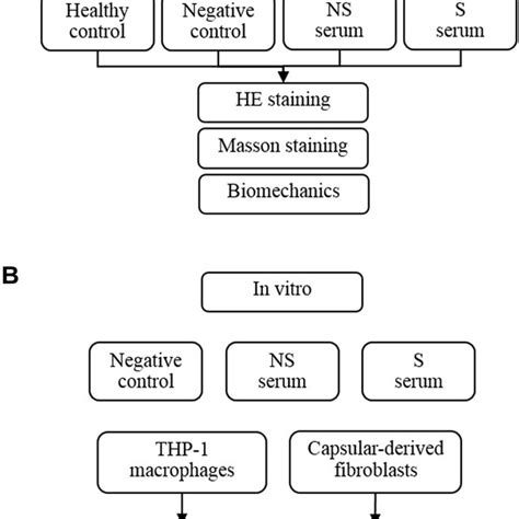 The Flowchart Of Experiments In Vivo A And In Vitro B Download Scientific Diagram