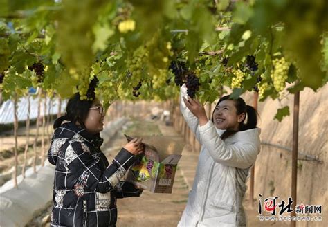 懷來錯季設施農業促農增收 每日頭條