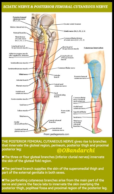 Posterior Femoral Cutaneous Nerve Case Report S1 And S2 Nerve Root